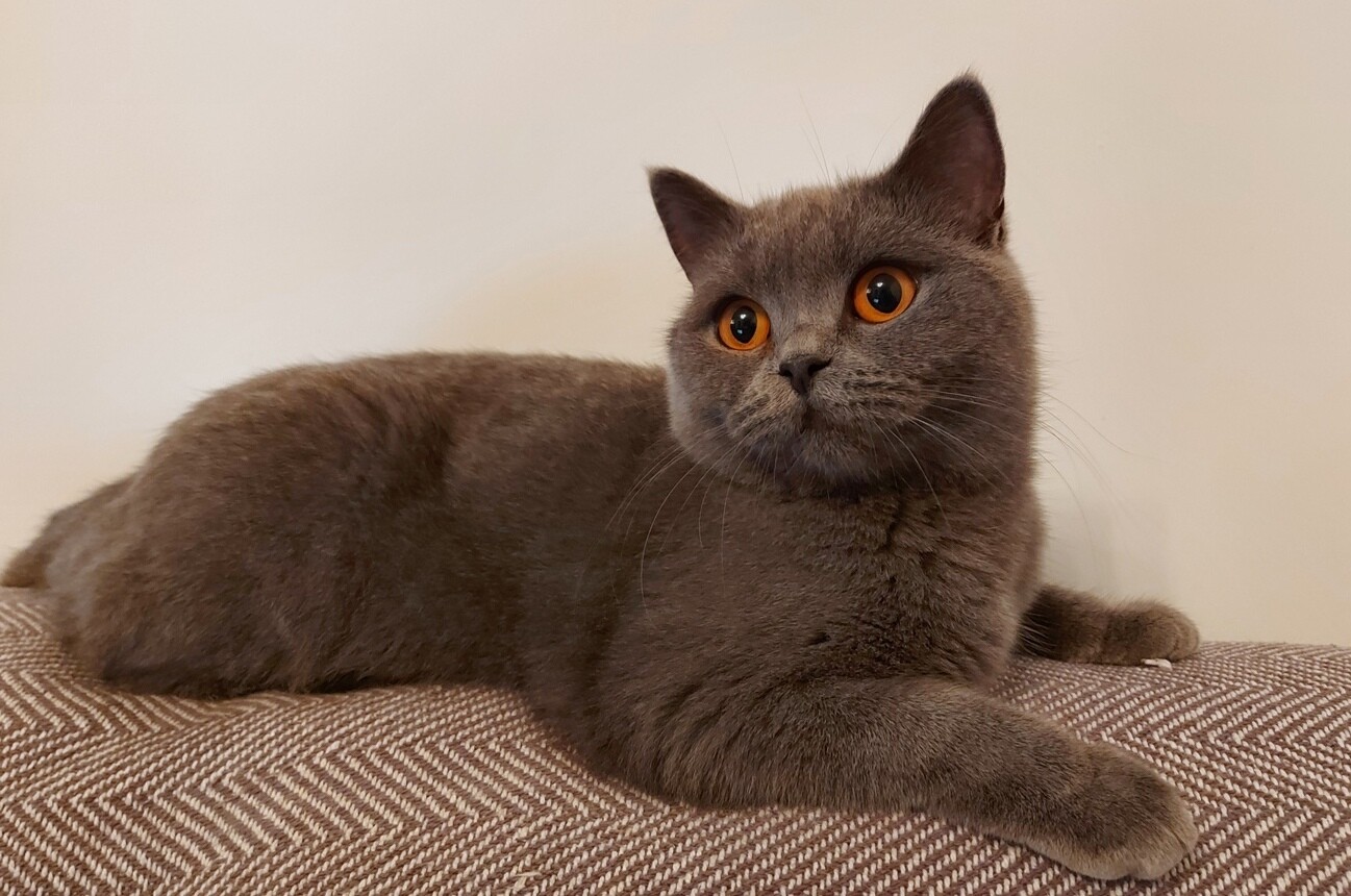 Home - LuckyBlue-BSH