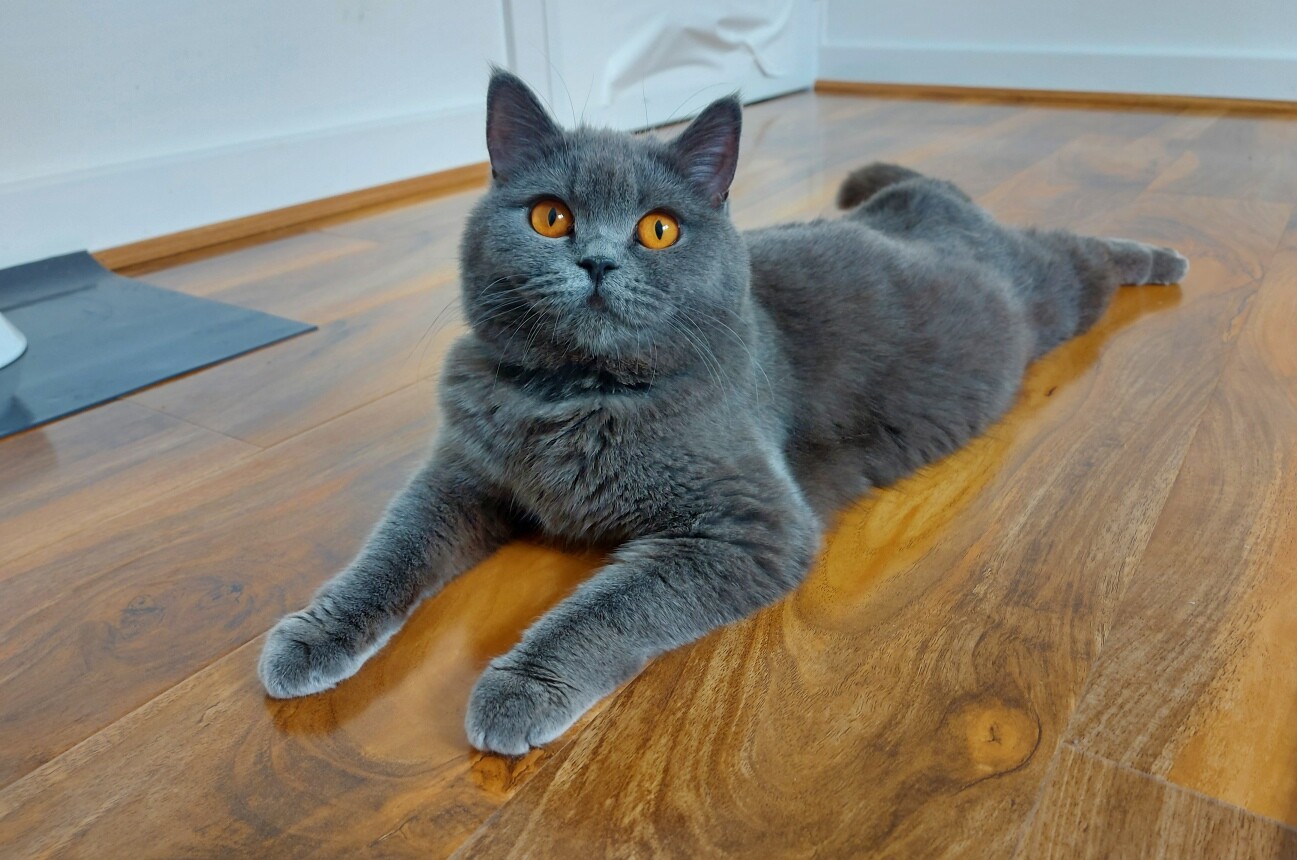 Home - LuckyBlue-BSH