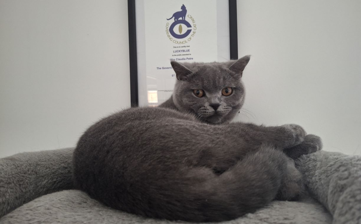 Stud Boy - LuckyBlue Pure British Shorthair Kittens Breeders